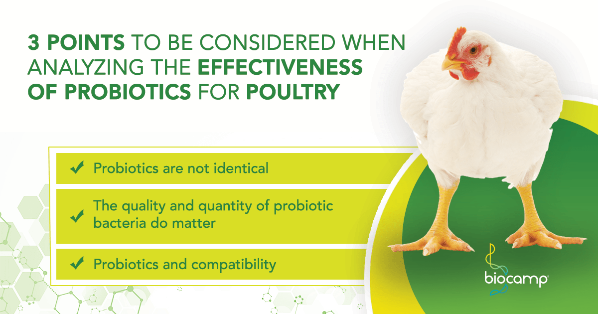 3 points to consider when choosing a probiotic for poultry | Biocamp