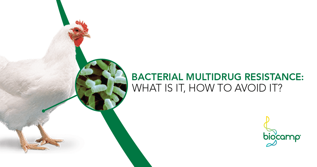 Bacterial Multi-resistance: how to avoid it? | Biocamp