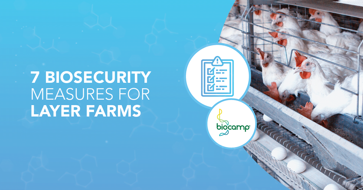 7 biosecurity measures: commercial layers farms | Biocamp