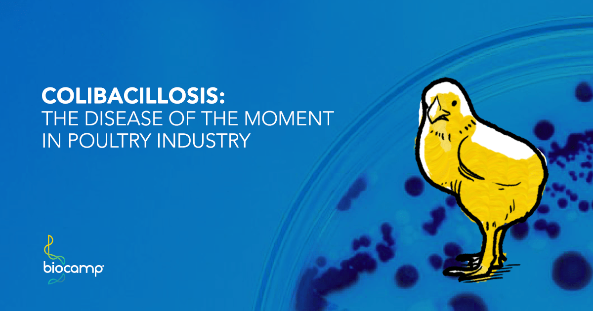 Colibacillosis in Brazilian poultry industry | Biocamp