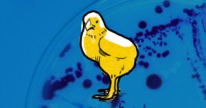 Colibacillosis in Brazilian poultry industry | Biocamp