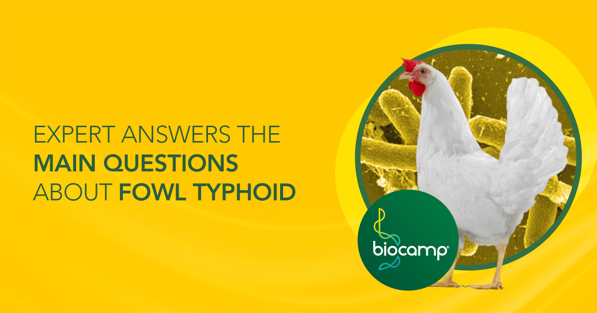 Expert answers questions about fowl typhoid | Biocamp