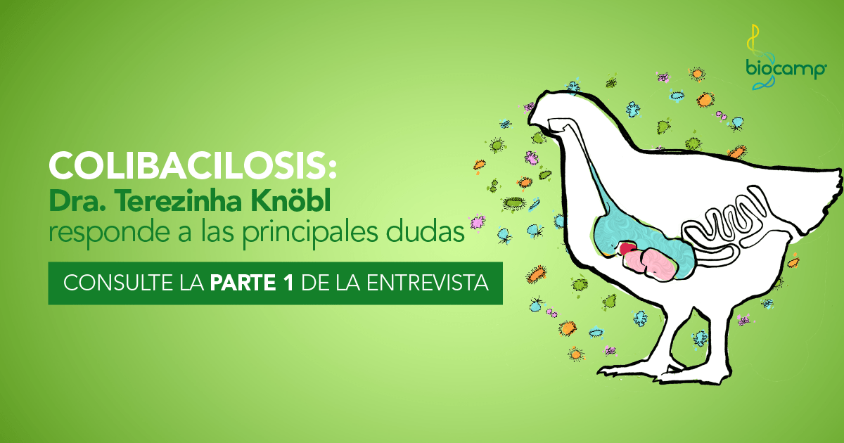 Colibacilosis (parte 1): Entrevista Dra. Terezinha Knöbl | Biocamp