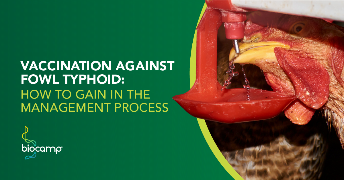 Fowl Typhoid: Oral Vaccine brings gains in management | Biocamp