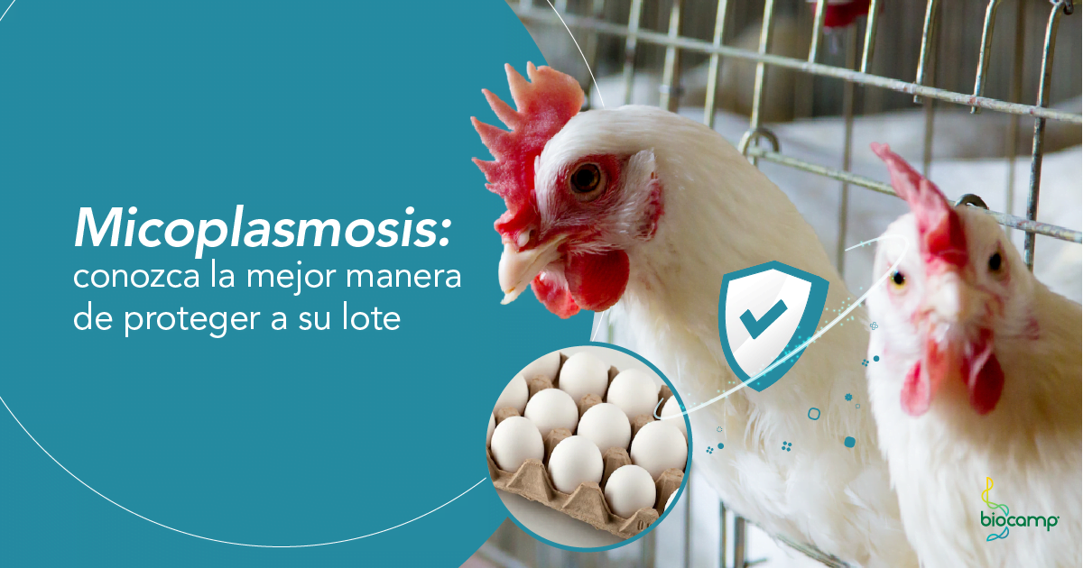 Micoplasmosis: vacuna proporciona mayor protección | Biocamp