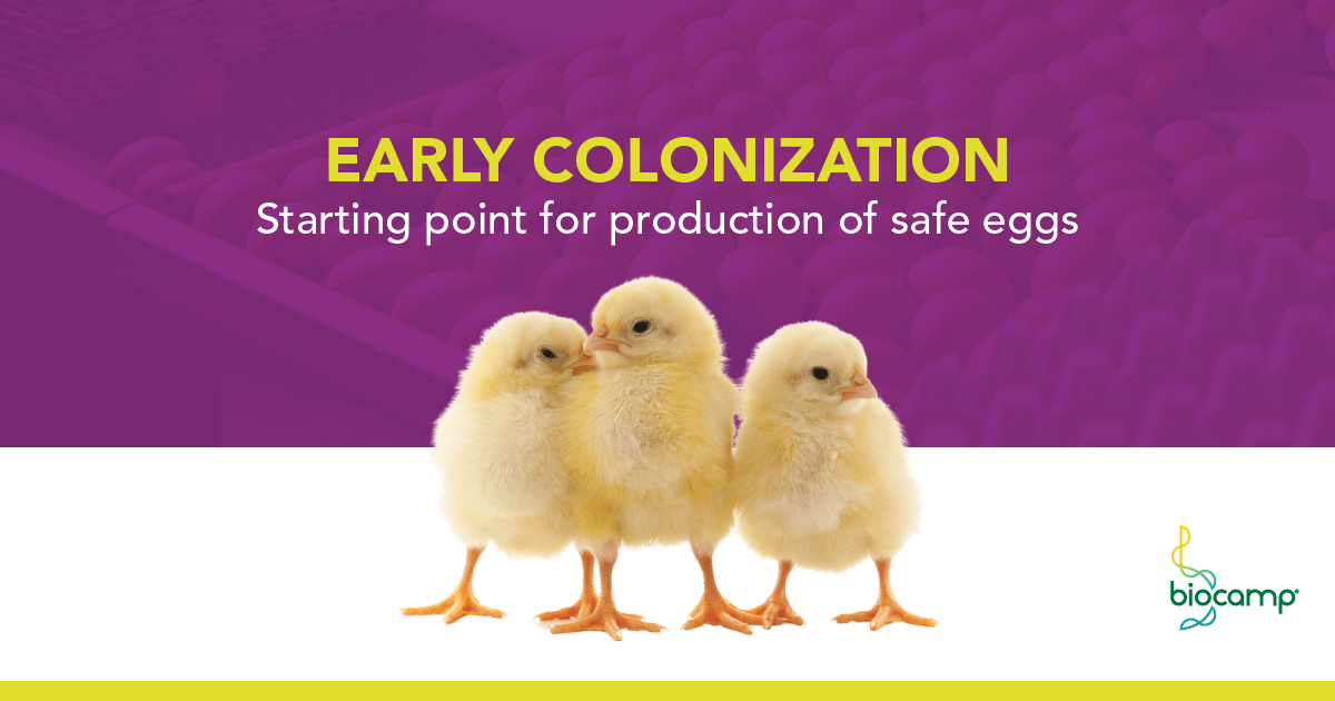 Early colonization: production of safe eggs | Biocamp