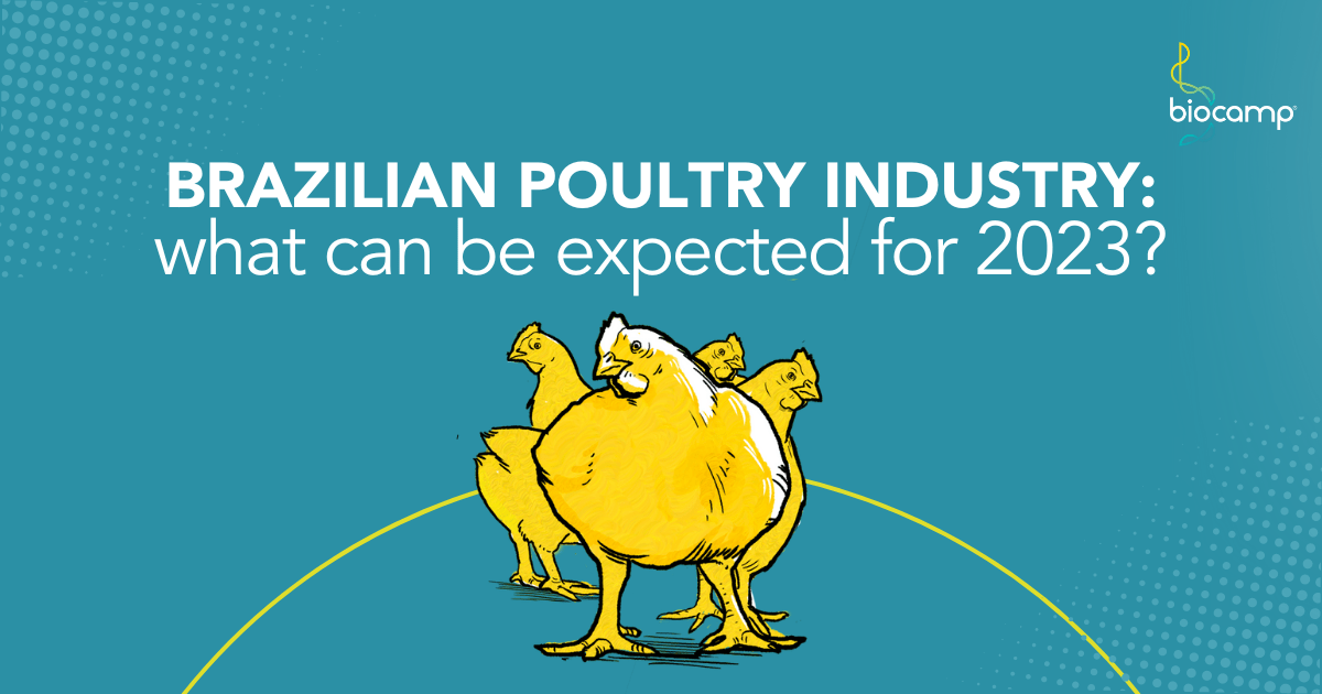 Brazilian poultry: what can we expect for 2023? | Biocamp